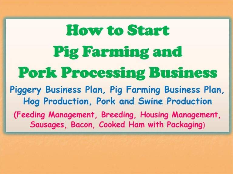 How to Start Pig Farming and Pork Processing Business, Piggery Business ...