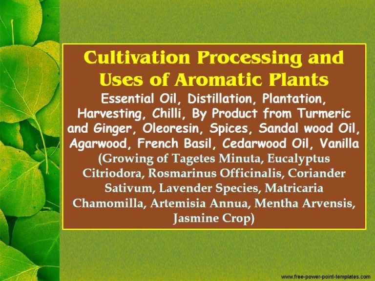 Aromatic Plants: Cultivation, Oils & Spice Oleoresin Guide