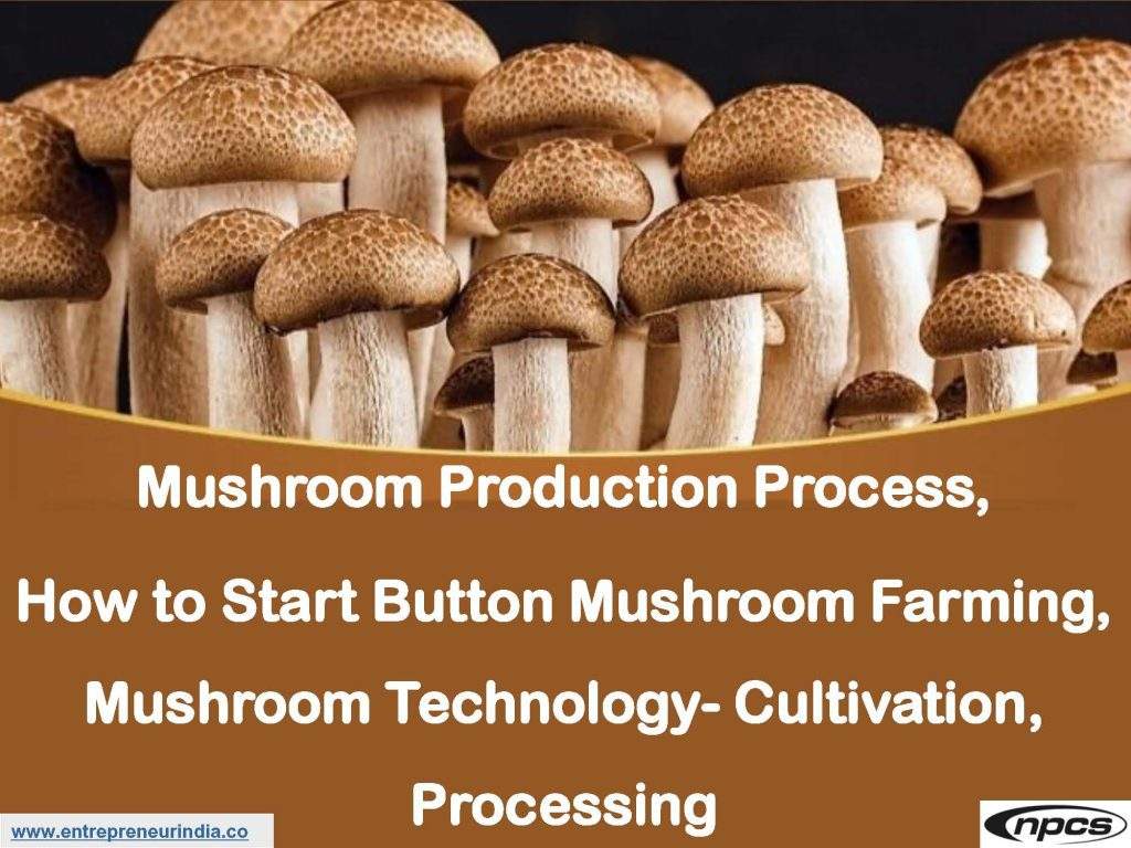 How to Start Button Mushroom Farming | Agribusiness Guide