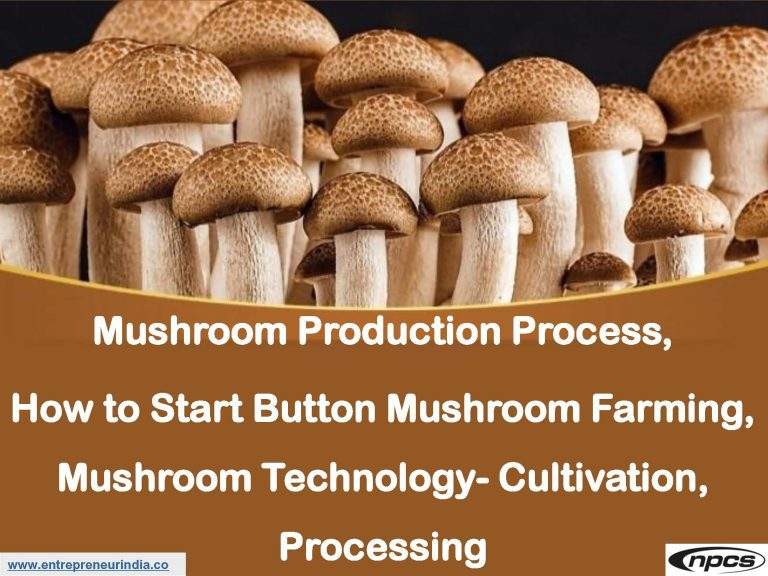 How to Start Button Mushroom Farming | Agribusiness Guide