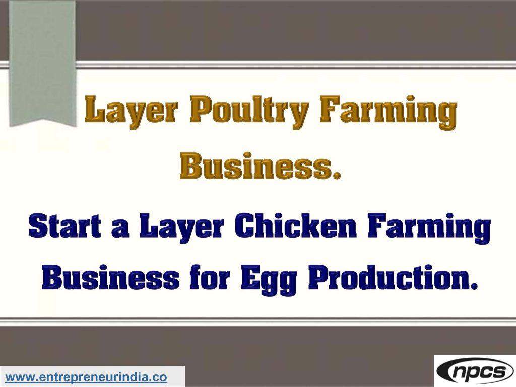 Start Layer Poultry Farming Business