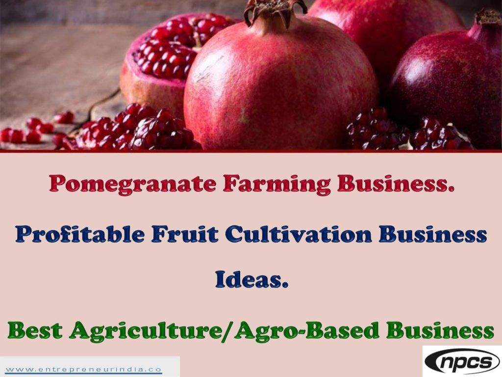 Pomegranate Farming Business Explained